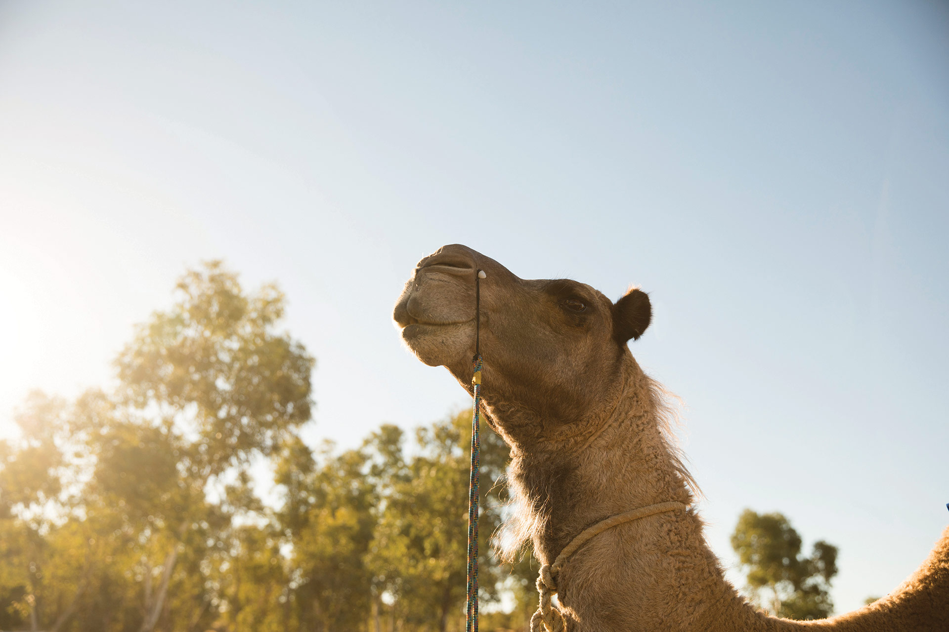 GSR-Ghan-Camel-Desert – Journey Beyond